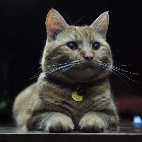 About Woodside Cat Trees and our passage into making cat trees