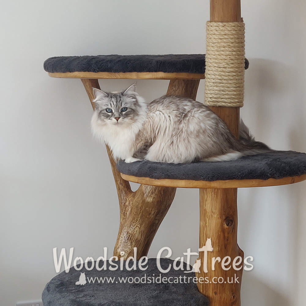 Bespoke Luxury Wooden Cat Trees & Cat Furniture